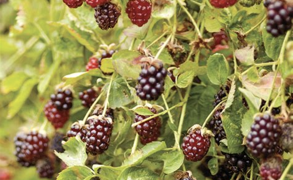 Yum Yum Youngberries - The Shield