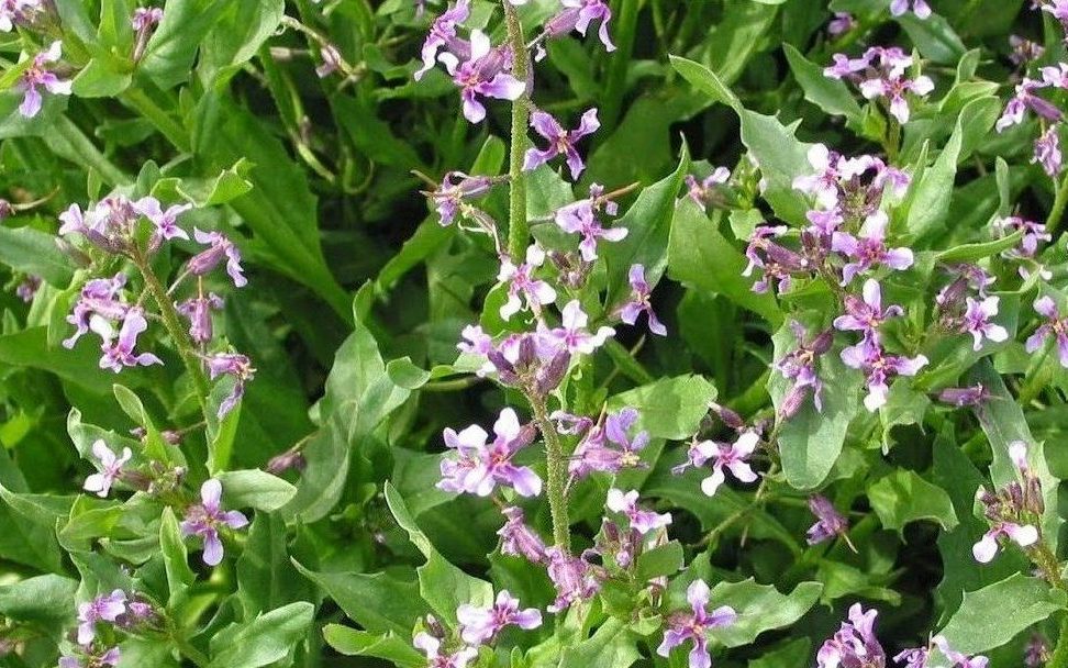 Where the Mustard Grows in the Morning - The Shield