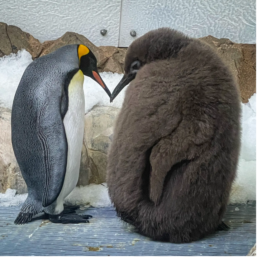 Global News 4, 2025 - The Shield